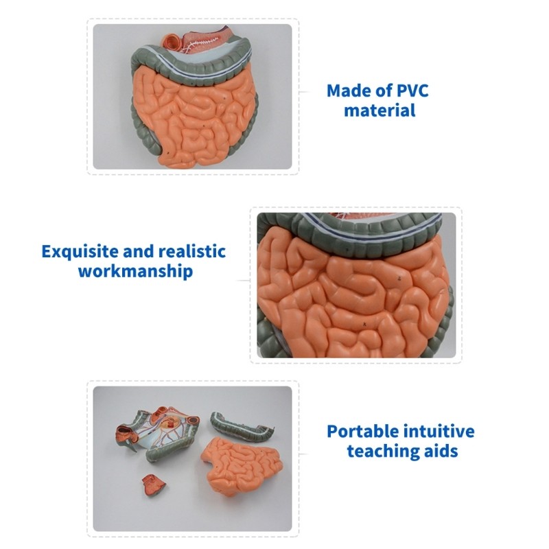 Anatomical Large Intestine Cecum Model for Medical Research, Model | eBay