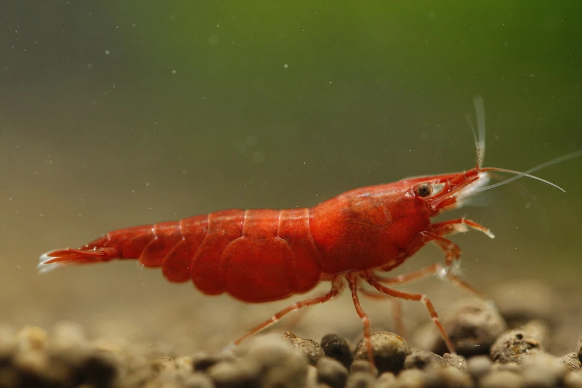 Live Shrimp In Aquarium