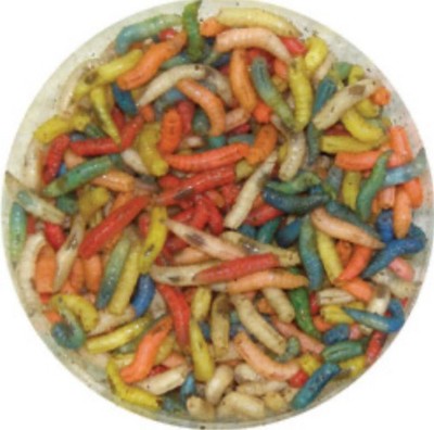 300 Mixed Color Live Spikes, Maggots Blue Bottle Fly Larvae Free ...
