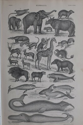 1877 PRINT MAMMALIA MAMMELS WHALE ORCA GIRAFFE ELEPHANT RHINO | eBay