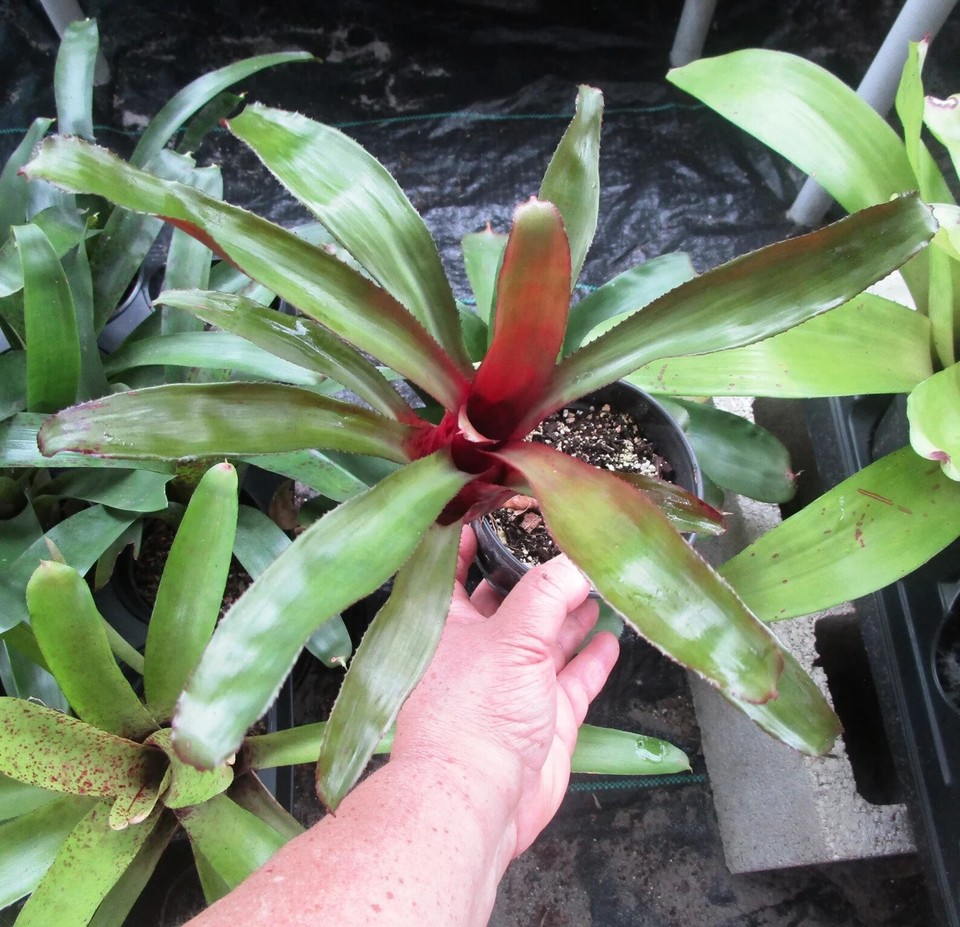 BUY ANY 3 SAVE 15% BROMELIAD Aechmea VICTORIANA var. DISCOLOR Small ...