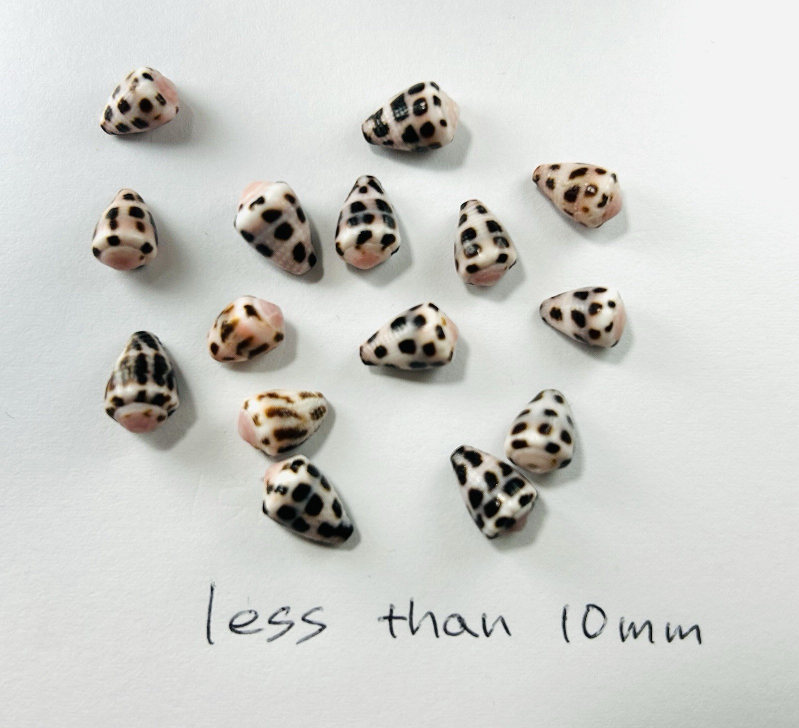 Hebrew Cone Shell japanese sea Shells of Okinawa baby cone very very ...