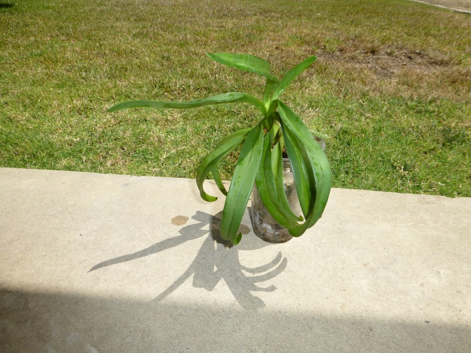 Vanda Fragrant Orchid Mini Van. Pinky 'Violet Queen' AM/AOS In Pot | eBay