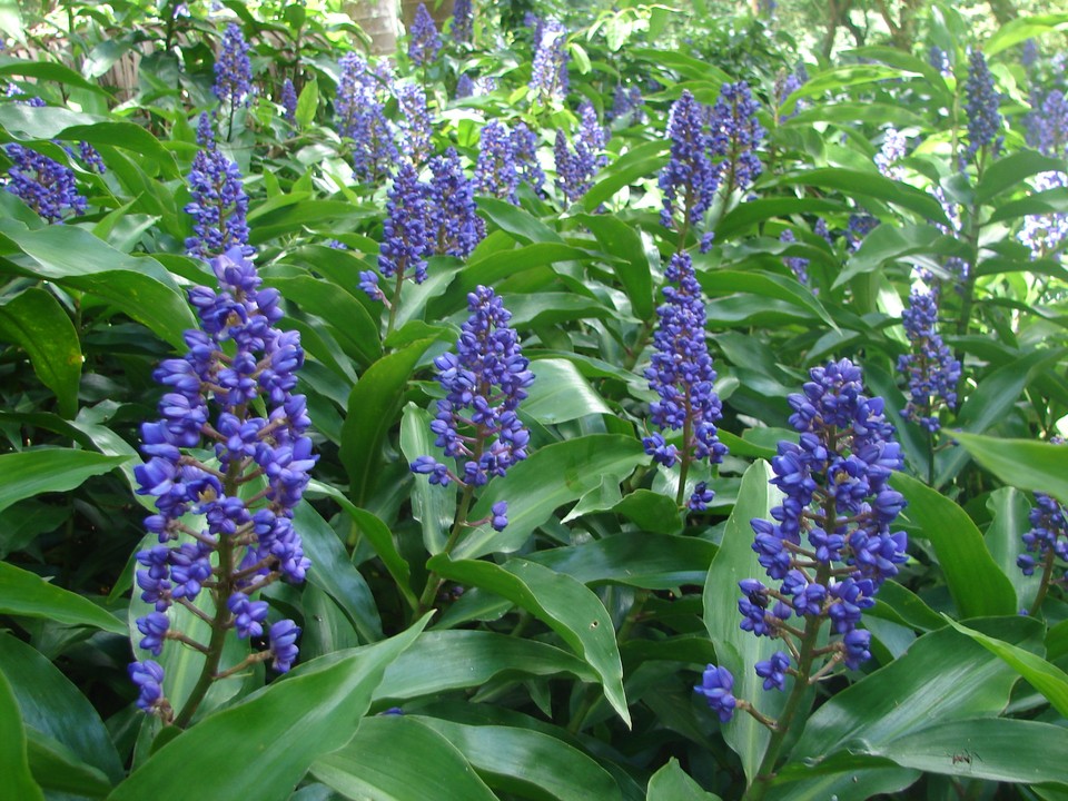 Gorgeous ~SAPPHIRE BLUE GINGER~ From Hawaii Starter PLANT | eBay