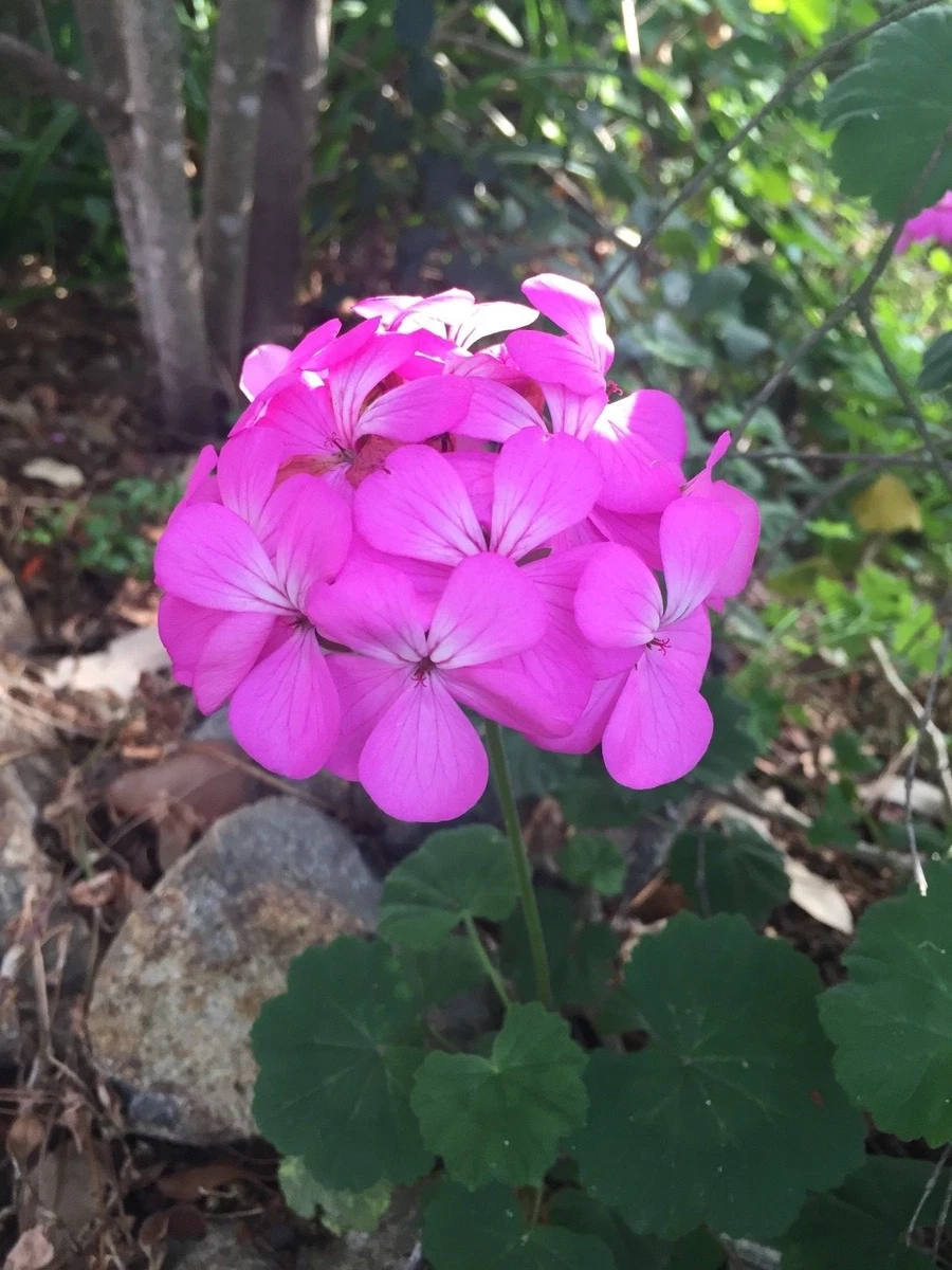 Zonal Geranium Plant
