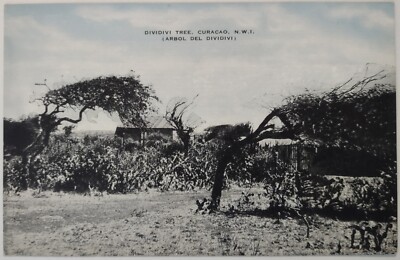 Vintage Postcard Dividivi Tree Curacao N. West Indies AA29 | eBay