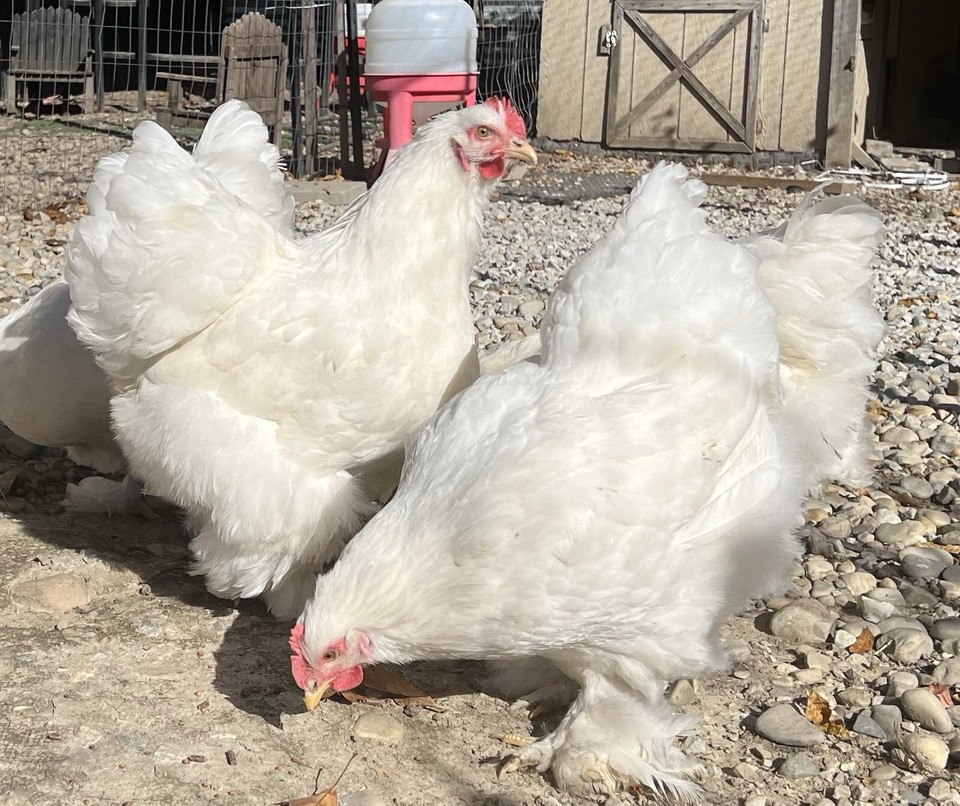 Large Fowl Hens Choice Hatching Eggs, White Face Black Spanish, Cochins ...