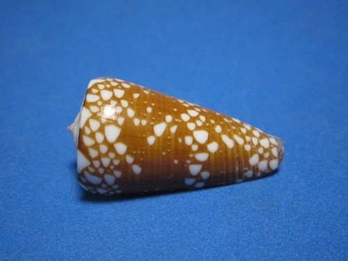 Conus nobilis giselleliae Parsons, Abbas & Lie. 2019 "NICE COLOR" (36 ...