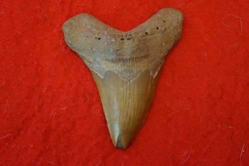 4 INCH REAL MEGALODON SHARK TOOTH BIG FOSSIL GIANT GENUINE SERRATED ...