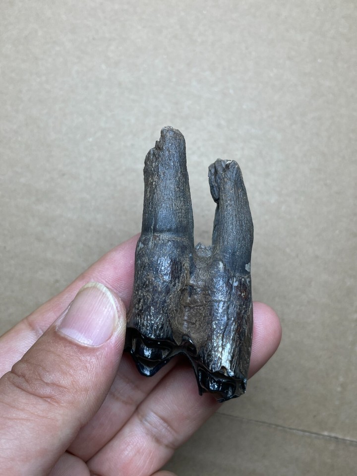 43g Ice Age bison tooth specimen Pleistocene | eBay