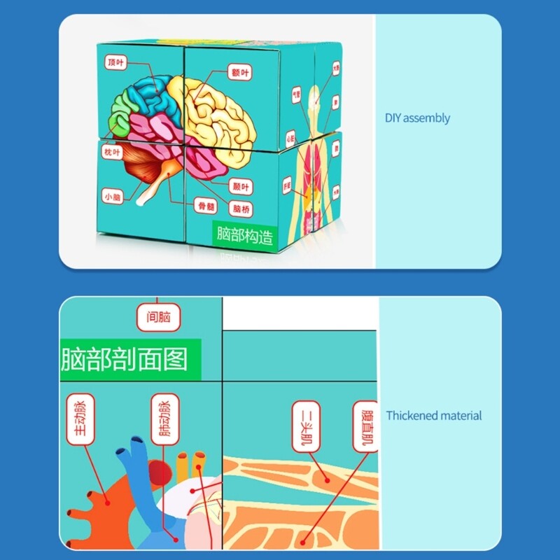 Human Anatomical Card Anatomy Study Cube Student Learning Tool Anatomy ...