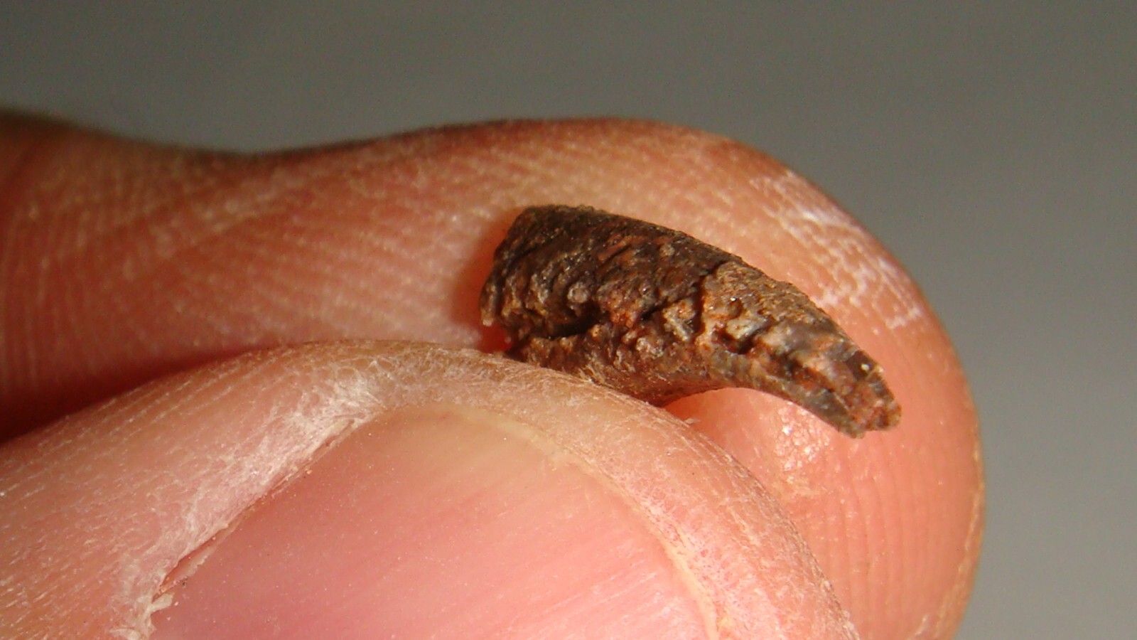 GAR-6 Dinosaur Age Morocco Bone Claw Possible Small Dromaeosaur ...