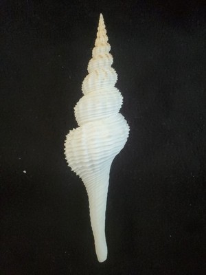 FUSINUS FORCEPS SALISBURYI seashell PHILIPPINES 183mm - UNCOMMON! | eBay