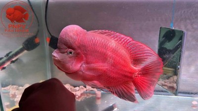 Premium Flowerhorn-Super Red Monkey 7 inches - Overnight USA Shipping ...