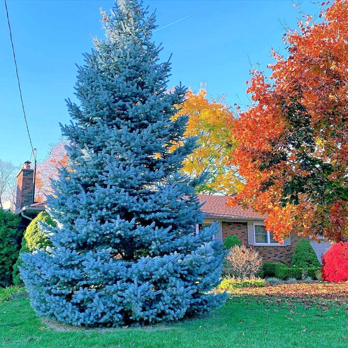 Colorado Blue Spruce Tree Coloring