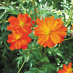 Cosmos Diablo 1,000 seeds | eBay