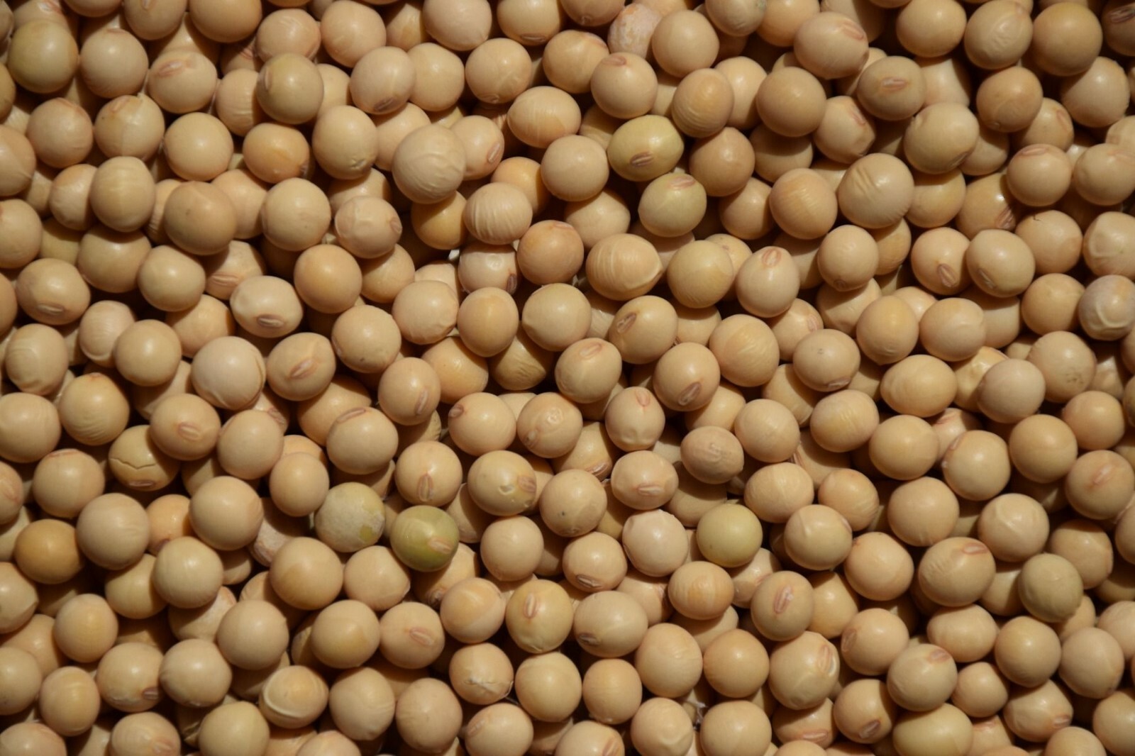 5lb Bag Forage Soybean Seeds Deer Turkey Duck Pheasant Rabbits NON GMO ...
