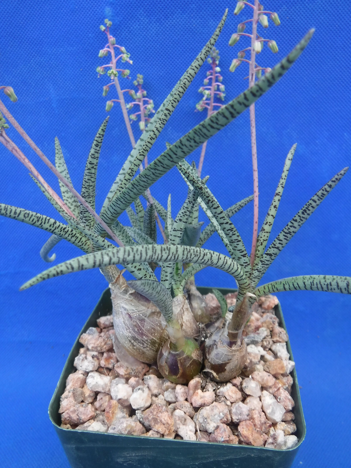 Ledebouria socialis "Silver Squill" Nice CLUMP Bulbs Great Leaf ...