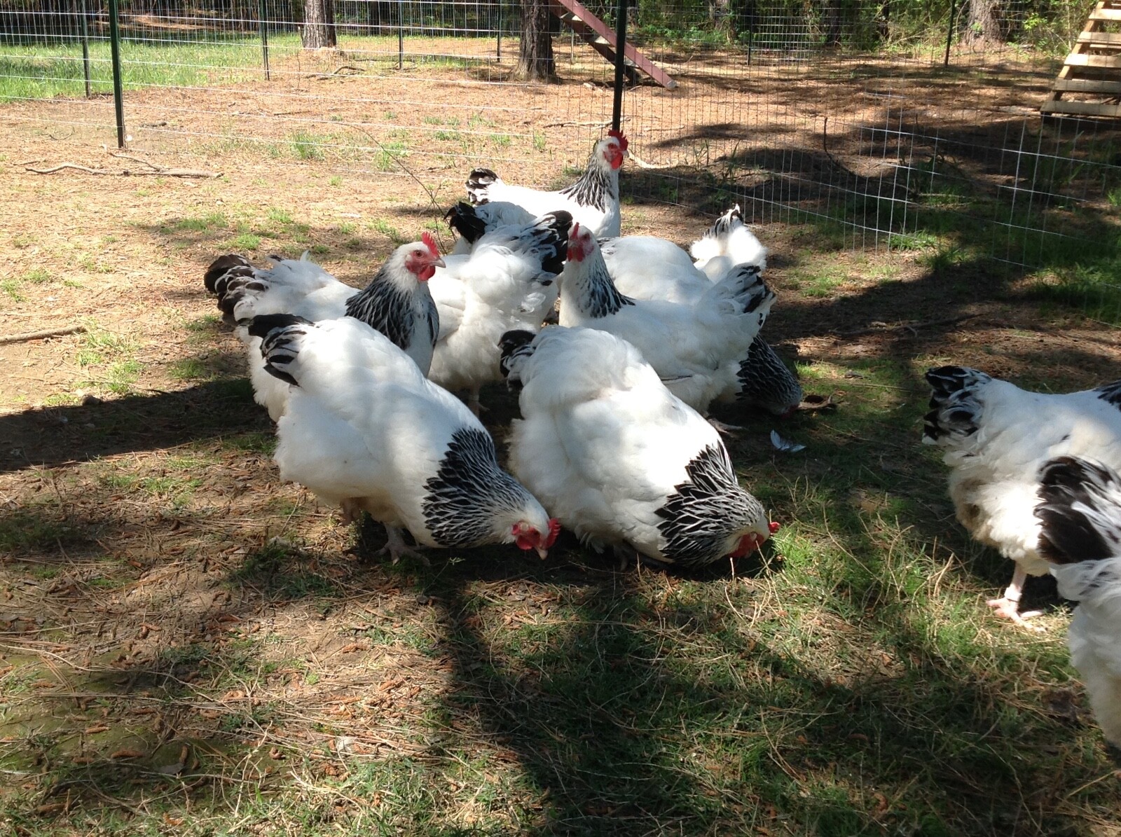 8 Light Sussex Chicken Hatching Eggs Large Fowl | eBay