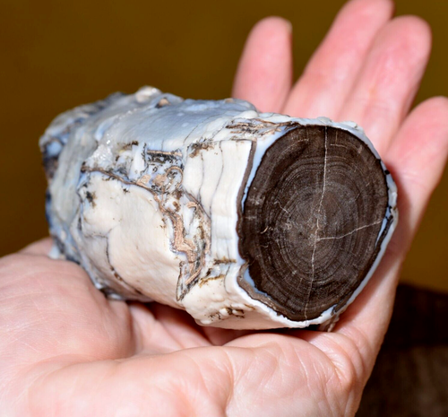 !WOW! Blue Forest Botryoidal Agatized Petrified Eocene Wood Tree Branch ...