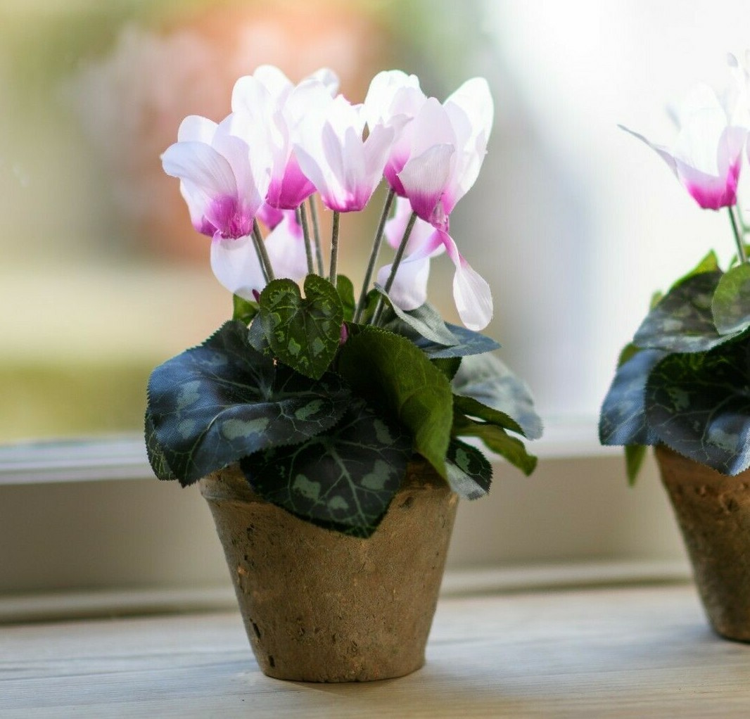 Potted Pink Flowers