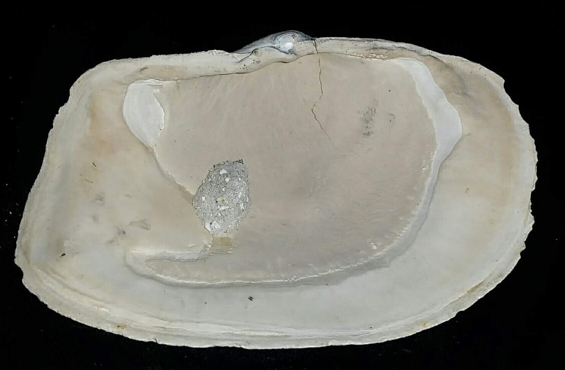 Whole Bivalve Fossil / Fossilized Panopea floridana shell collectors ...