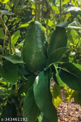 Big Seedling Avocado Wilson Popenoe(persea Americana)Live Fruit Tree (2 ...