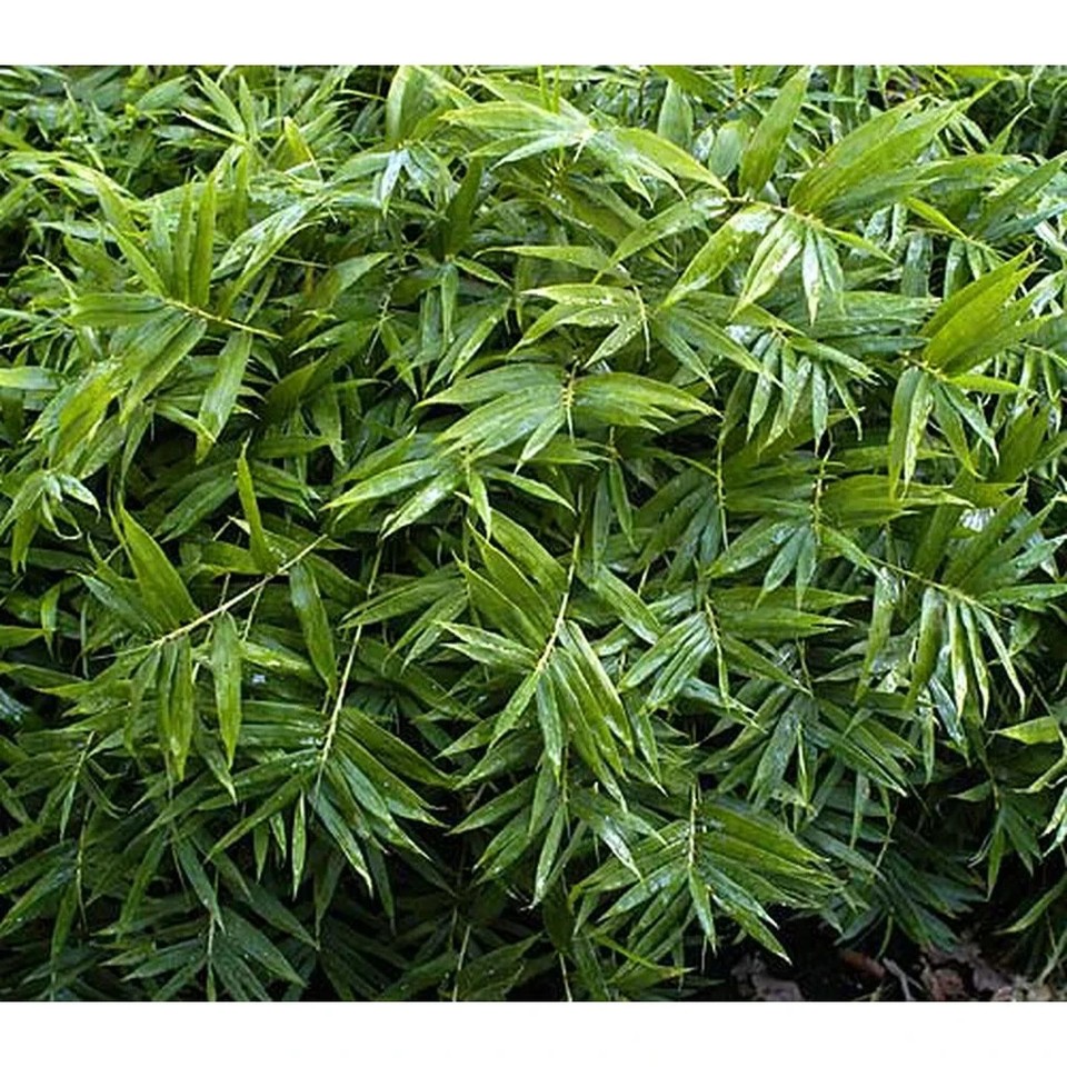 50 Fernleaf Bamboo Seeds Privacy Plant Garden Clumping Shade Screen US ...
