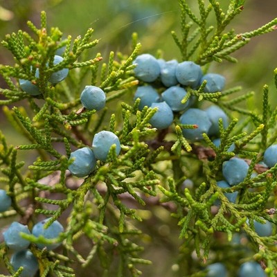 Eastern Red Cedar Berries 50+ | eBay