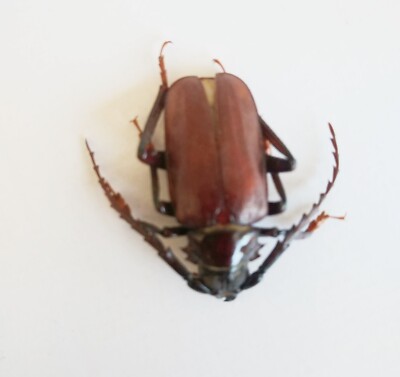 Prioninae -Prionus insularis Motschulsky 30mm A1 from N.Korea | eBay