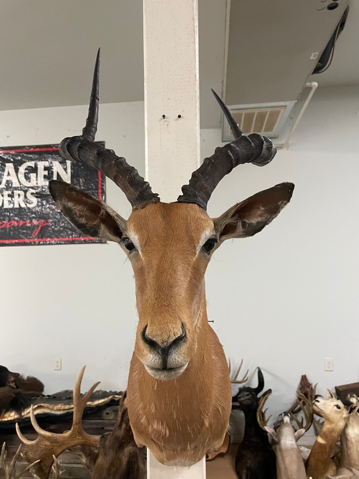 BEAUTIFUL IMPALA SHOULDER MOUNT - Nice HORNS - AWESOME ! = Impala | eBay