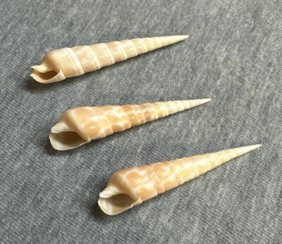 *Terebra dimidiata (Dimidiate Auger) 44mm/ 44.9mm & 46.4mm !!! | eBay