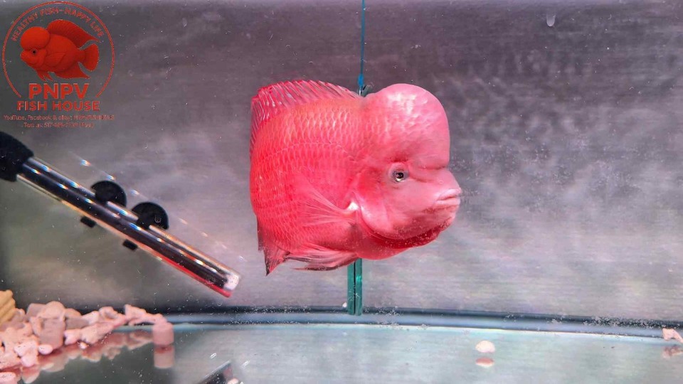 Premium Flowerhorn-Super Red Monkey 7 inches - Overnight USA Shipping ...