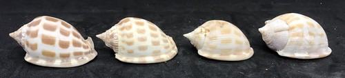 Lot of 4 Spotted Conch Shells - 6cm - Ocean Specimens | eBay