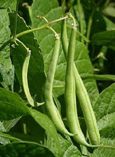 NAVY BEAN Seeds Heirloom Bean Seeds BUSH BEAN SEEDS Vegetable Seeds ...