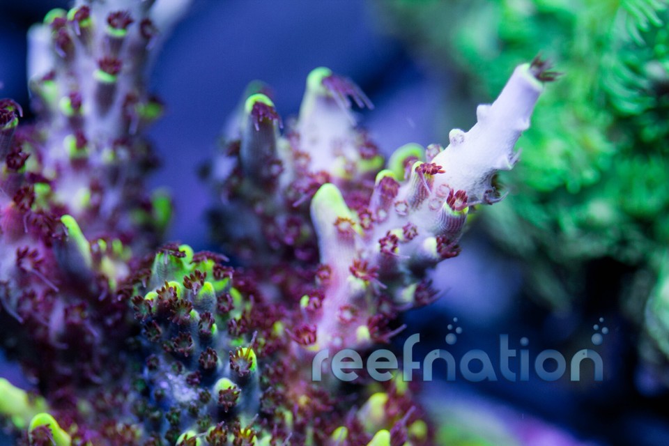 Reef Raft USA Pink Floyd ReefNation Coral Frag SPS Zoa LPS Paly Polyps ...