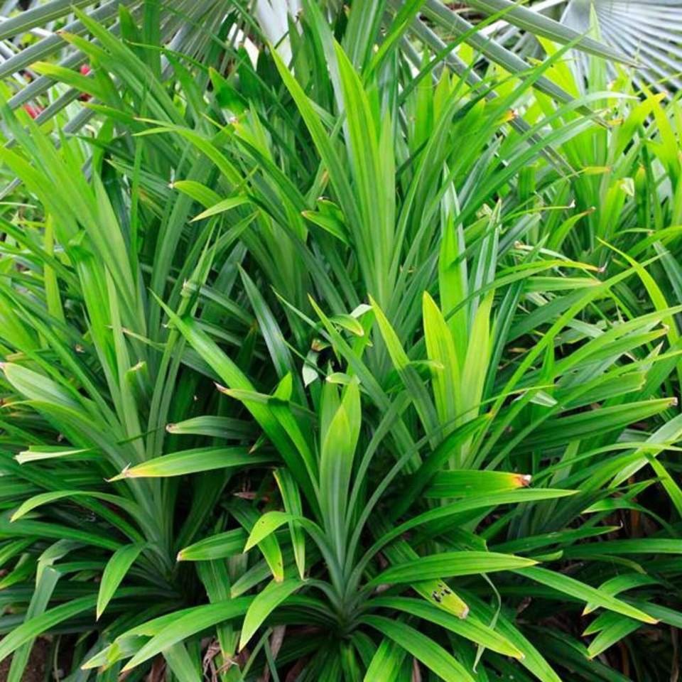 3 PANDAN LIVE PLANT ROOTS PANDANUS Amaryllifolius Leaves Ceylon Free ...