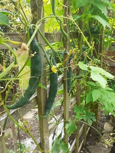 Snake Gourd - Chichinga Padval Kohi - Bangladeshi Asian Thai Vegetable ...
