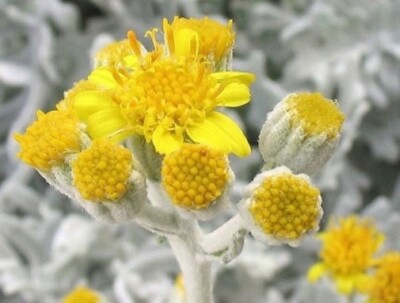 Flies - Dusty Miller