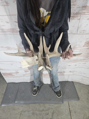 Wild 11 Point Whitetail Deer Antler Cuts Rack Horn Set Tall Man Cave ...