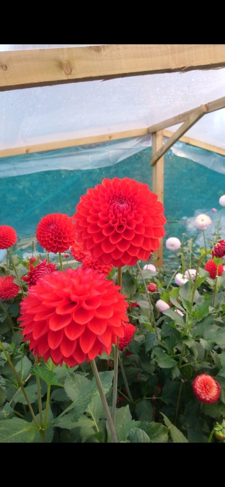 Exhibition Dahlia Pot Tuber Marston Suzanne x 4 | eBay UK