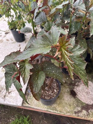 Live - Angelwing Pink Begonia "Benigo" In Pot | eBay