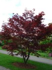1 Live Japanese Red Maple Tree (Fireglow) | eBay