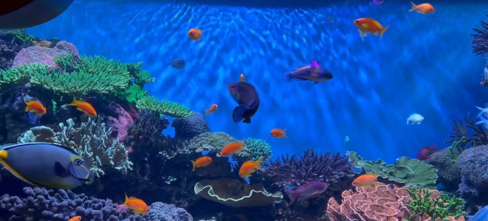 Calm And Relaxing Peaceful Video Screen Saver Fish Tank Aquarium PC ...