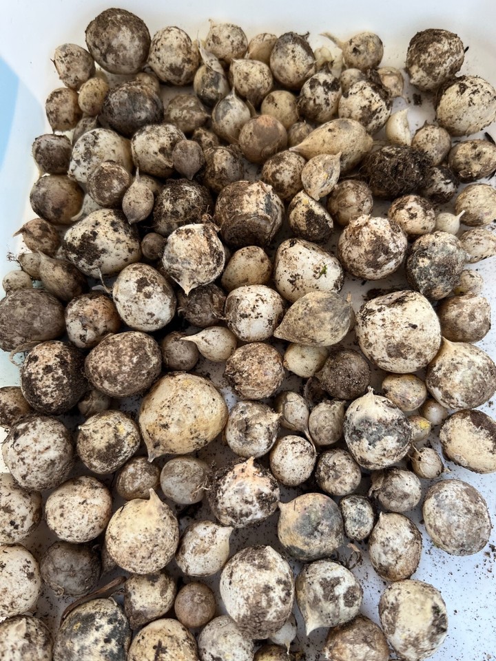 20/30/40 x Wild Garlic RAMSONS/Allium ursinum Bulbs Only Edible Salads ...