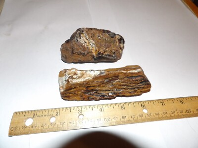 PETRIFIED WOOD DENVER COLORADO D1 BASIN WHITE ASH TRACES PALEOCENE ...