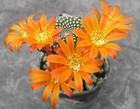 0271-kakteen rebutia krainziana orange | eBay.de