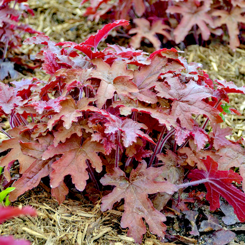 Red Rover Foamflower - Heucherella Plant by Proven Winners™ - 1 quart ...