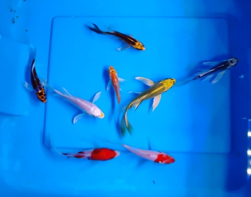 (8x) LOT D -- BUTTERFLY KOI 4-6” A+ Quality --Contains Exact Fish ...