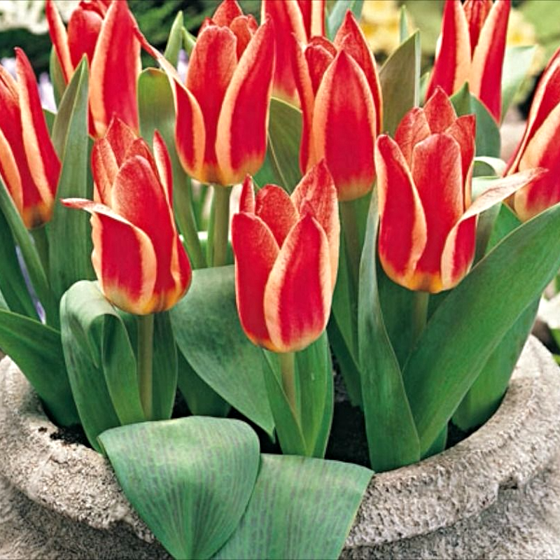 10 x DWARF Tulips - PINOCCHIO - Spring Flowering Miniature Garden Plant ...